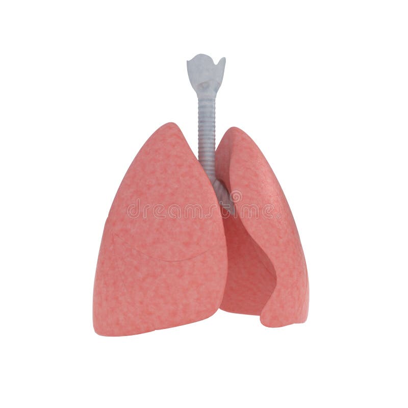 Longen van een roker stock illustratie. Illustration of long - 48362331