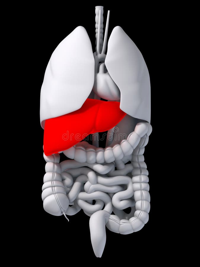Menselijke lever stock illustratie. Illustration of anatomie - 3371418
