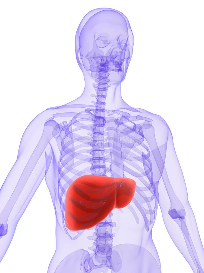 Menselijke lever stock illustratie. Illustratie bestaande uit nier ...