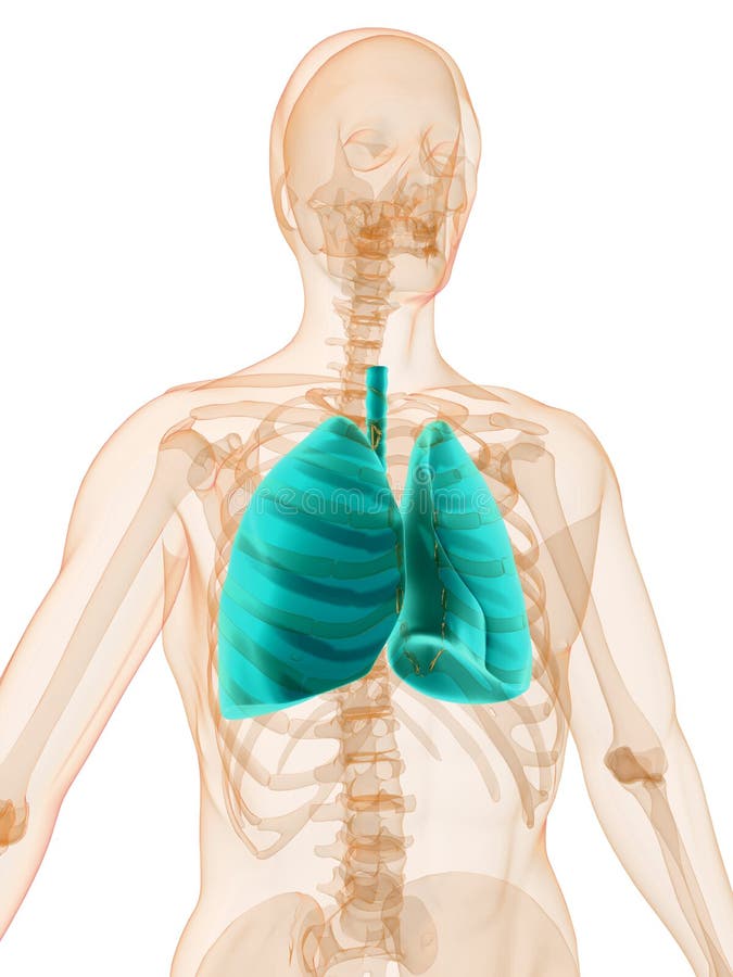 Menselijke long stock illustratie. Illustration of orgaan - 4831712