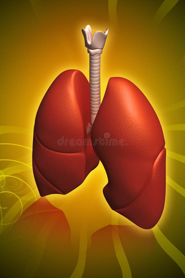 Menselijke longen stock illustratie. Illustration of kleur - 14152781