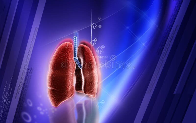 Menselijke Longen stock illustratie. Illustration of orgaan - 47268467