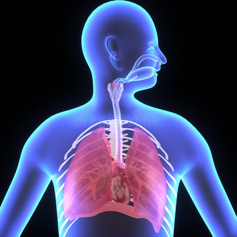 Menselijke Longen stock illustratie. Illustration of geïsoleerd - 49323065