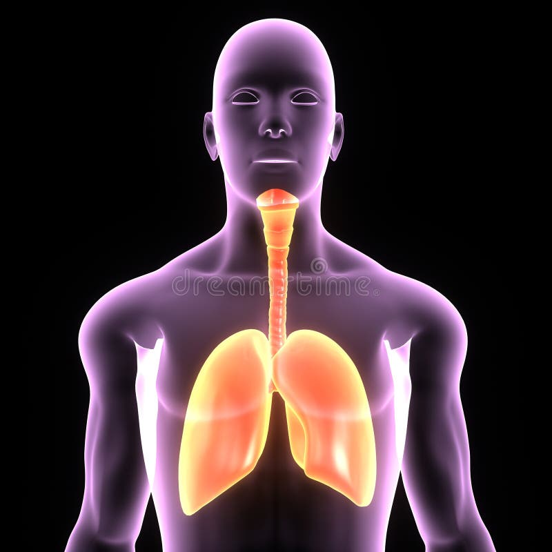 De Longen Zijn De Primaire Organen Van Ademhaling In Mensen Stock ...
