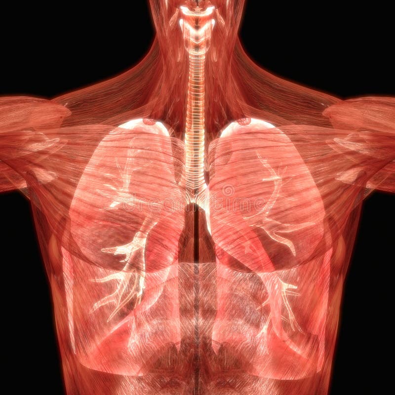 Menselijke Longen Binnen Anatomie (Longpijptakjes) Stock Illustratie ...