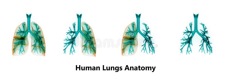 Menselijke Longen Binnen Anatomie Stock Illustratie - Illustration of ...