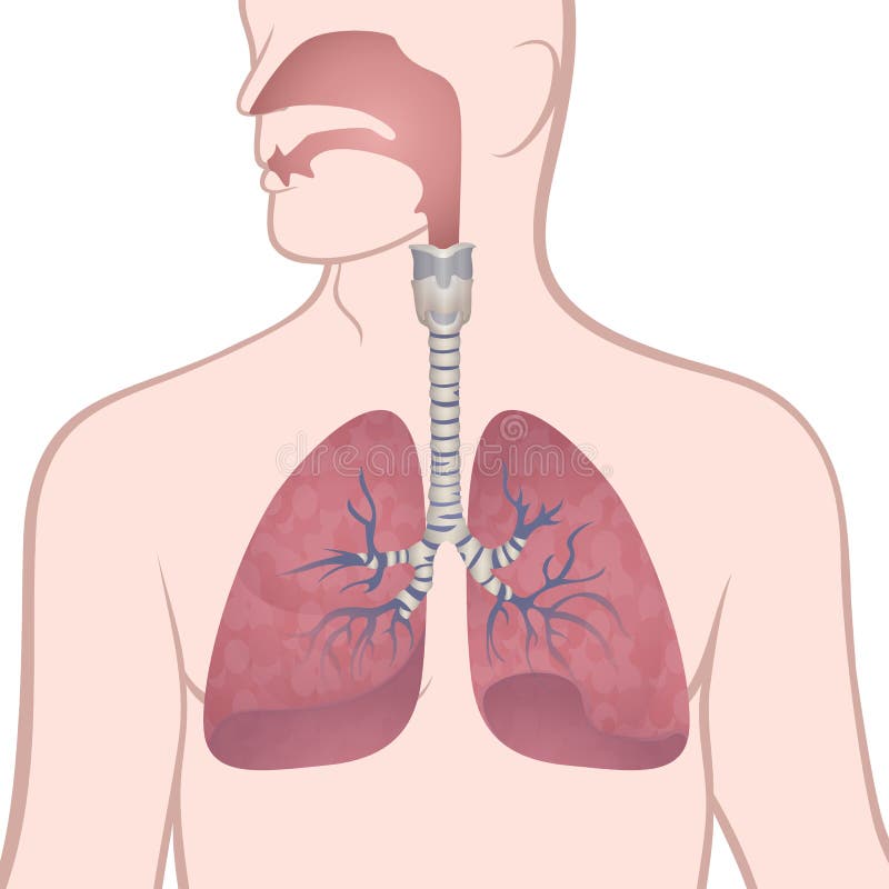 Menselijke Longen, Trachee En Nasopharynx Vector Illustratie ...