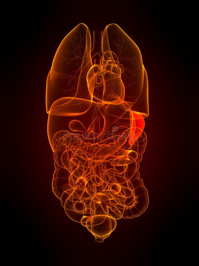 Menselijke milt stock illustratie. Illustration of dubbelpunt - 11734190