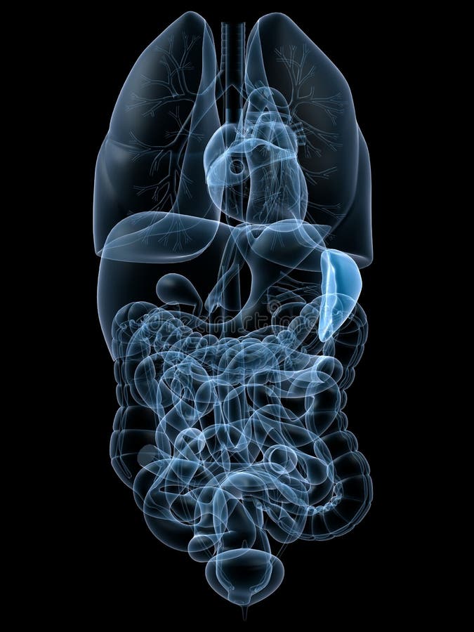 Menselijke milt stock illustratie. Illustration of lever - 11734615