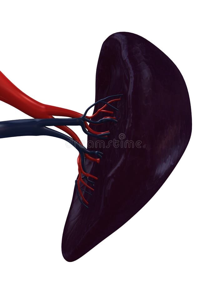 Menselijke milt stock illustratie. Illustration of wetenschap - 5591489