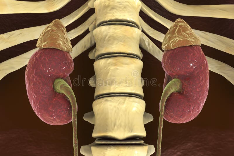 Pictogram Nieren En Bijnieren Eenvoudige Lijn, Overzicht Van ...