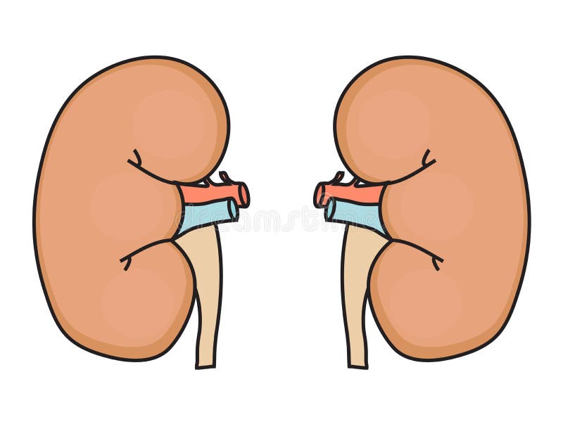 De Nieren Van De Persoon En De Bijnieren Kleuren Vlak Pictogram Vector ...