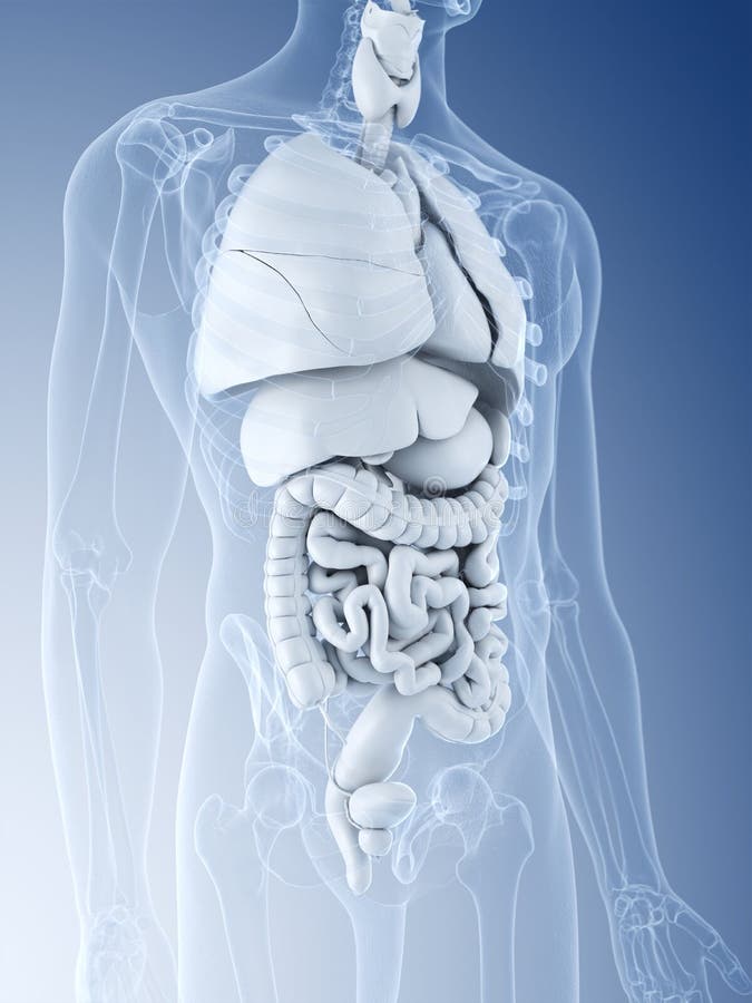 Menselijke organen stock illustratie. Illustration of darm - 20059151