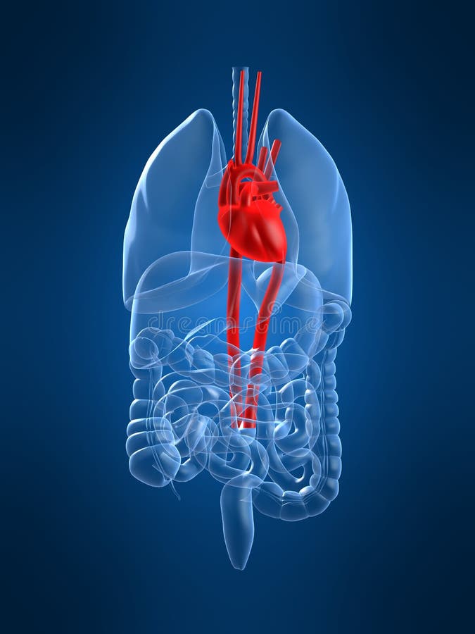 Menselijke organen stock illustratie. Illustration of darm - 20059151