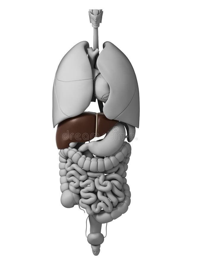 Menselijke organen stock illustratie. Illustration of darm - 30724773