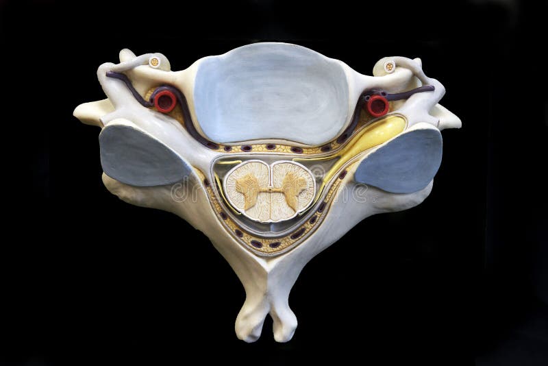 5,667 Ruggewervel de Foto's van de Voorraad - de Vrije & Royalty-Vrije ...