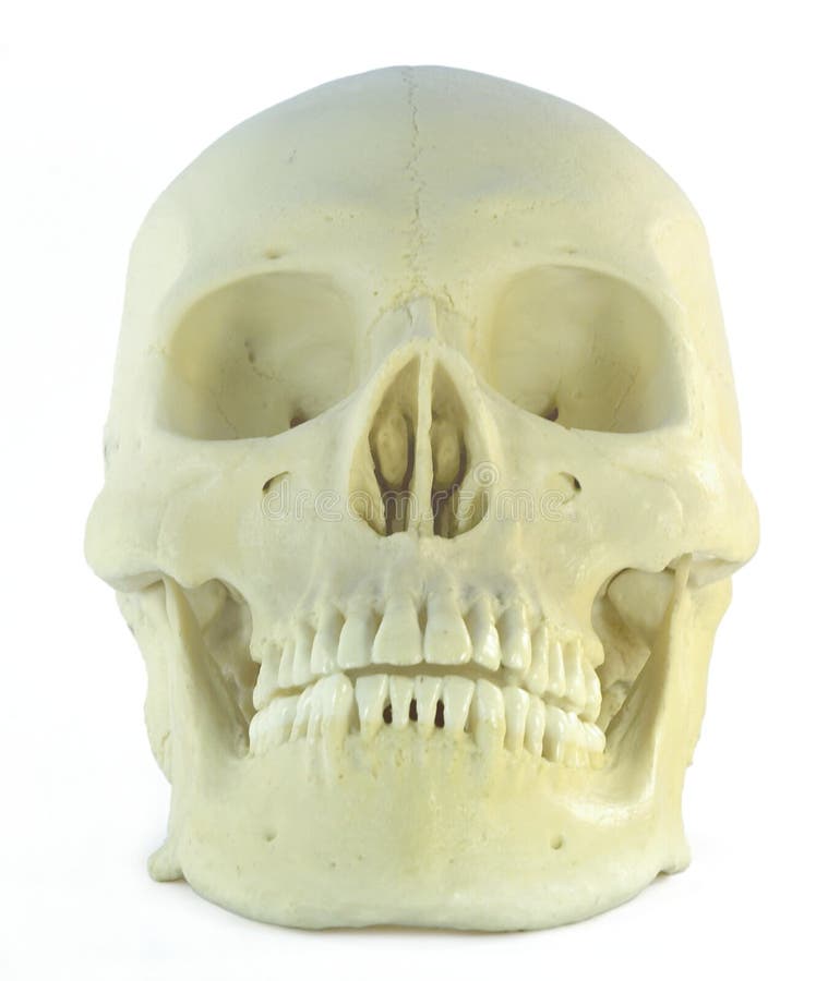 Menselijke Schedel stock foto. Image of forensisch, tanden - 17955156