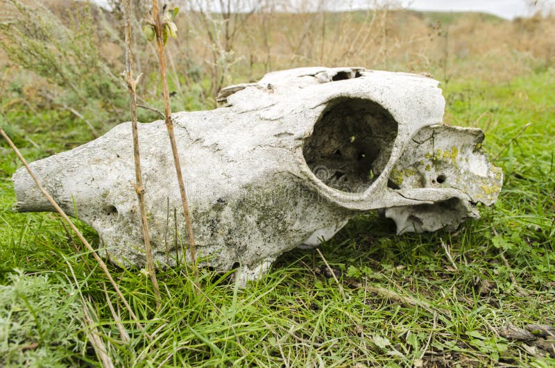 Schedel Van Binnenlandse Koe Stock Foto - Afbeelding bestaande uit ...