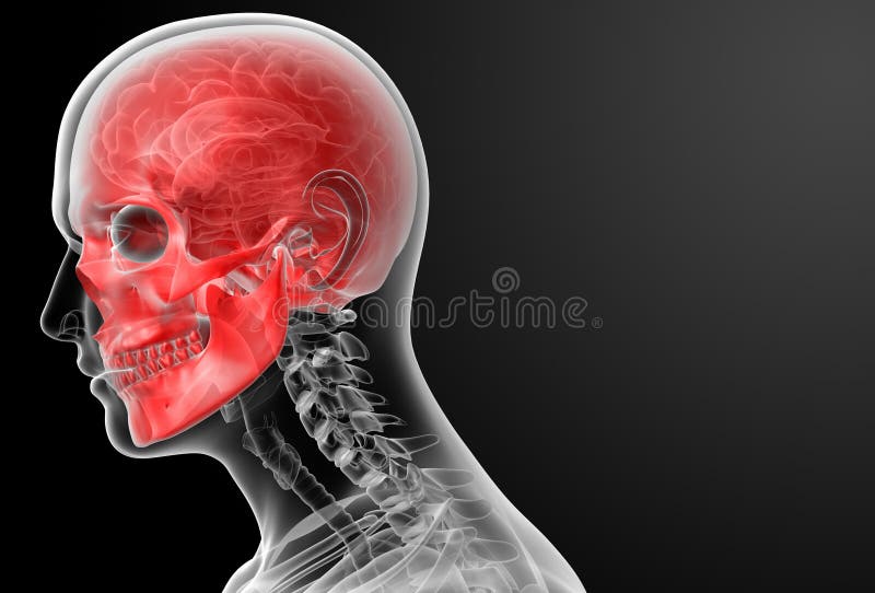 Menselijke Schedel, Zijaanzicht. Stock Illustratie - Illustration of ...