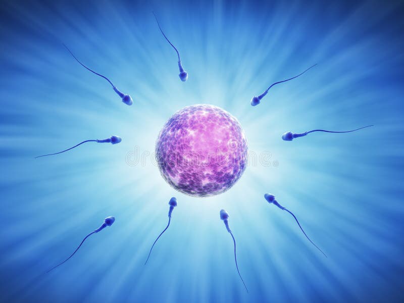 Menselijke Zaadcellen Tijdens Bemesting Stock Illustratie ...