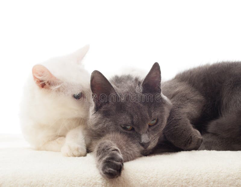 Deux Chats Allongé Sur L'herbe Photo stock - Image du réception, glaces ...