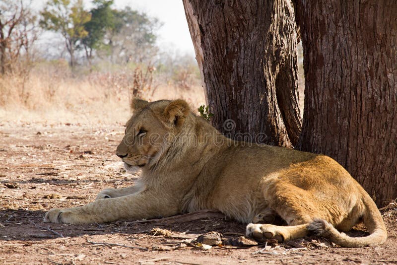 Mensonge De Lion Sous L'arbre Photo stock - Image du ombre, safari ...