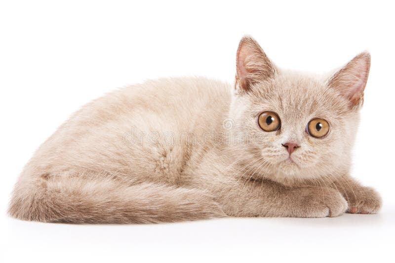 Chaton Britannique Beige De Chat Sur Une Orange Image stock - Image du ...