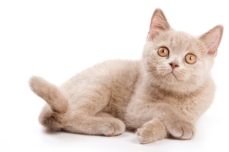 Chaton Britannique Beige De Chat Image stock - Image du purebred, gris ...