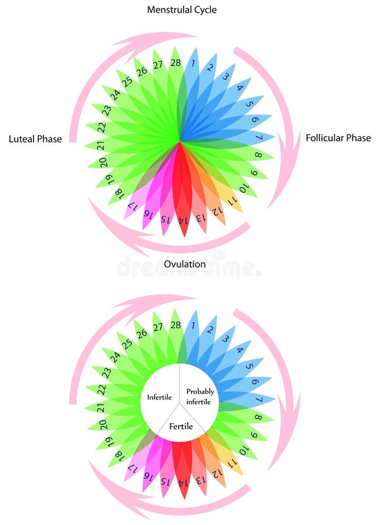 Menstrual Cycle Fertility Chart Stock Illustrations – 246 Menstrual ...