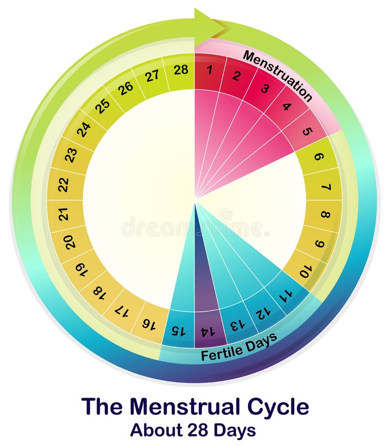 Menstrual Cycle Wheel Stock Vector Illustration Of Care 34500582