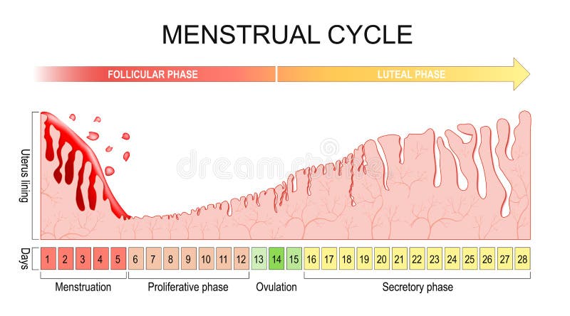 Menstrual Cycle. Changes in the Endometrium during the Menstrual Cycle ...