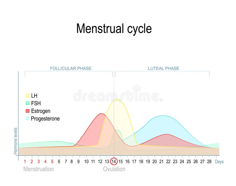 Menstruele cyclus vector illustratie. Illustration of onvruchtbaarheid ...
