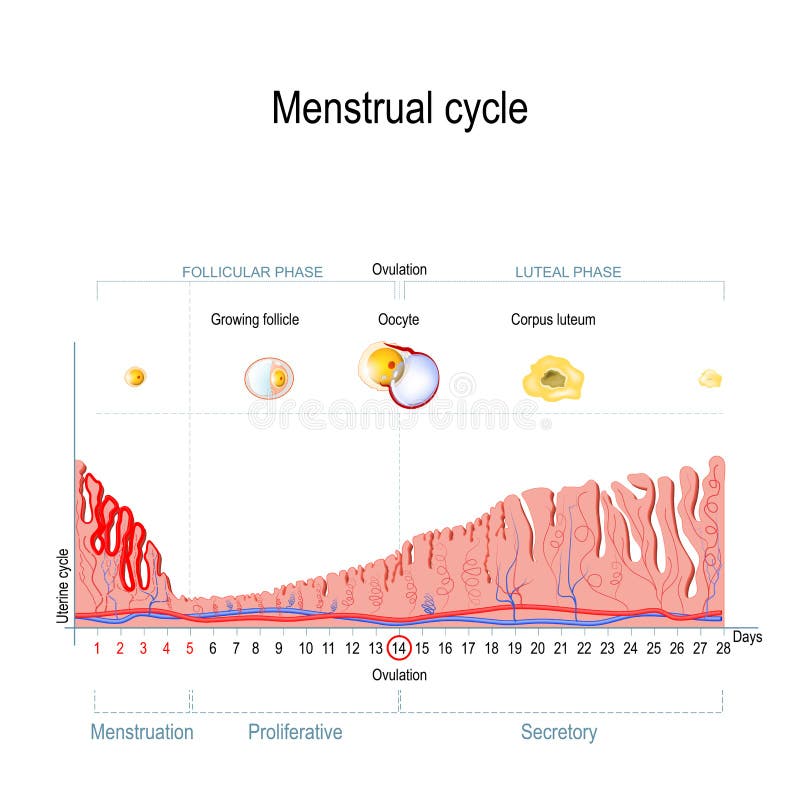 Menstruele cyclus vector illustratie. Illustration of grafiek - 97174422
