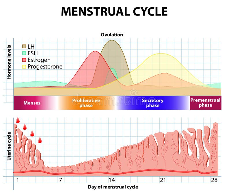 Menstruele Cyclus Endometrium En Hormoon Vector Illustratie ...