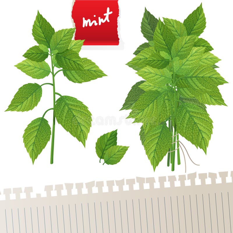 Menta ilustración del vector. Ilustración de cubo, alimentos - 28272921