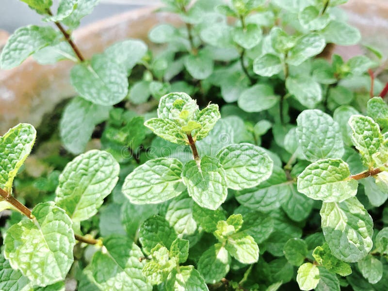 Menta immagine stock. Immagine di pianta, erba, piante - 89177679