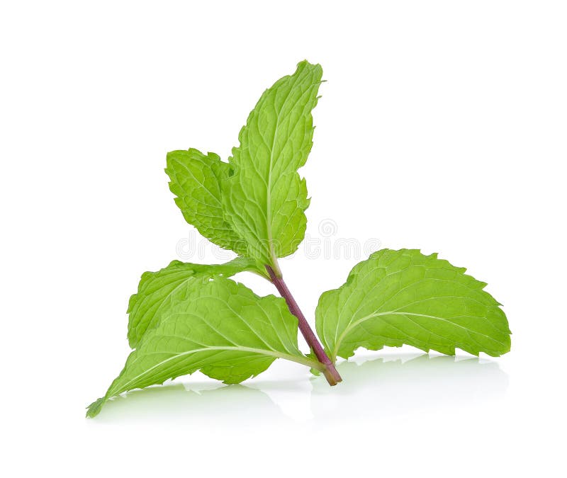 Menta De Menta Aislada En El Fondo Blanco Foto de archivo - Imagen de ...