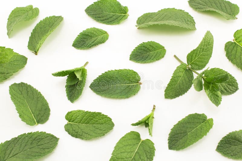 Menta Fresca Aislada En Blanco Foto de archivo - Imagen de ambientador ...