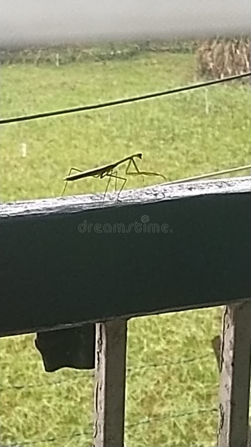 Mentadu Stock Photos - Free & Royalty-Free Stock Photos from Dreamstime