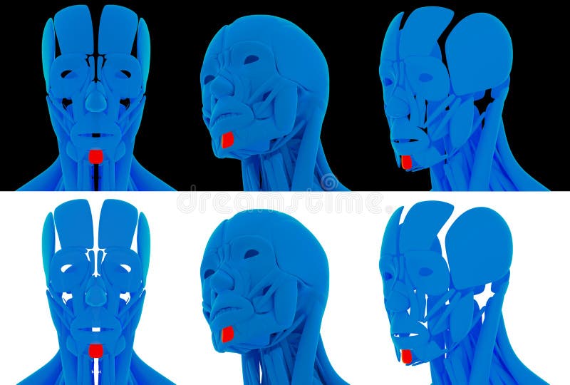 The Mentalis stock illustration. Illustration of frontal - 141757454