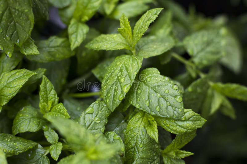 Mentha, also known as mint stock photo. Image of ingredient - 46870486