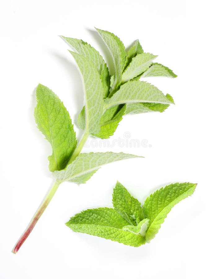 Frame of mint stock photo. Image of herbal, ingredient - 14517650