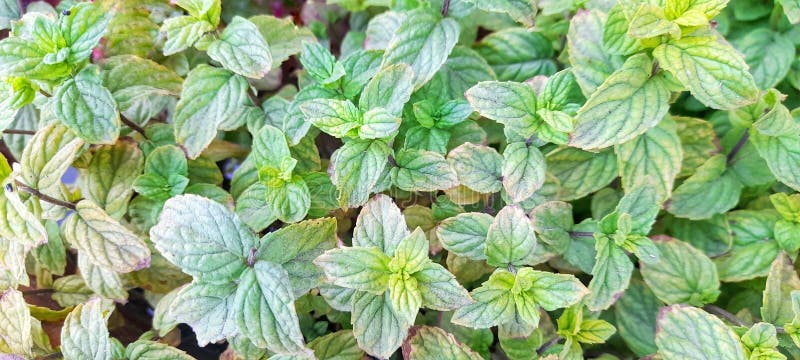 Mentha Piperita or Peppermint Tree for Medicine Stock Photo - Image of ...