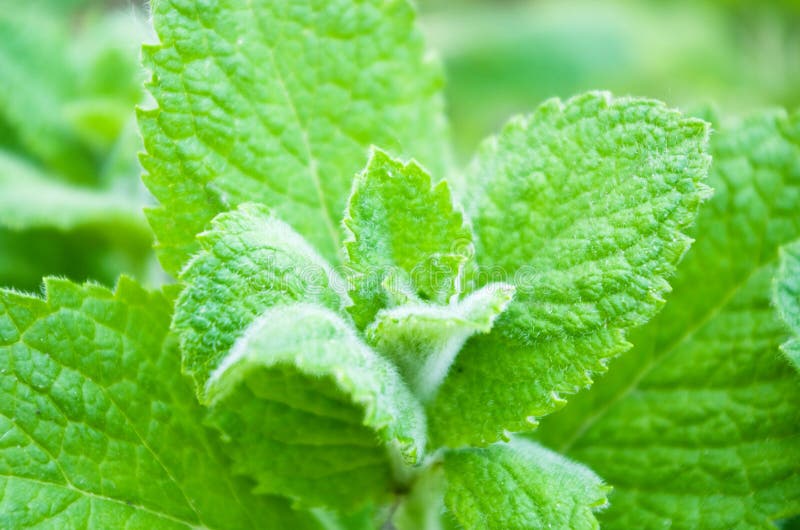 Menthe image stock. Image du fond, sain, peppermint, nature - 20428113