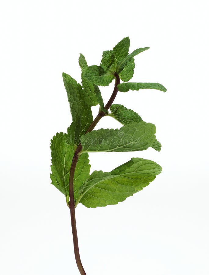 MENTHE stock image. Image of studio, plant, ingredient - 171235017