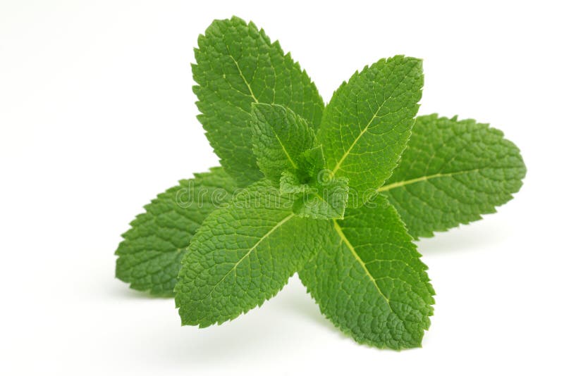 Menthe Verte Et Fond Blanc De Couleur Avec Le Modèle Floral Sensible 16 ...