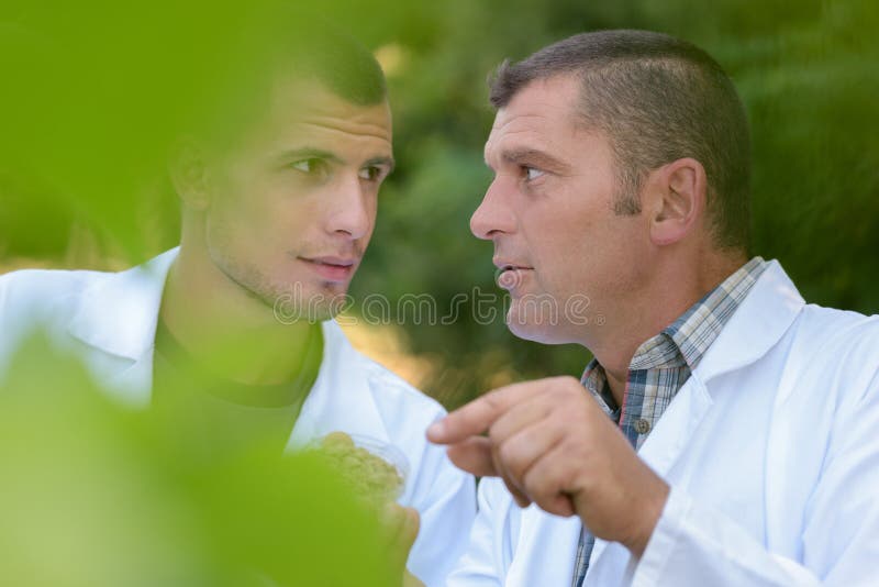 Menton and Plant Specialist Checking Field Stock Photo - Image of ...