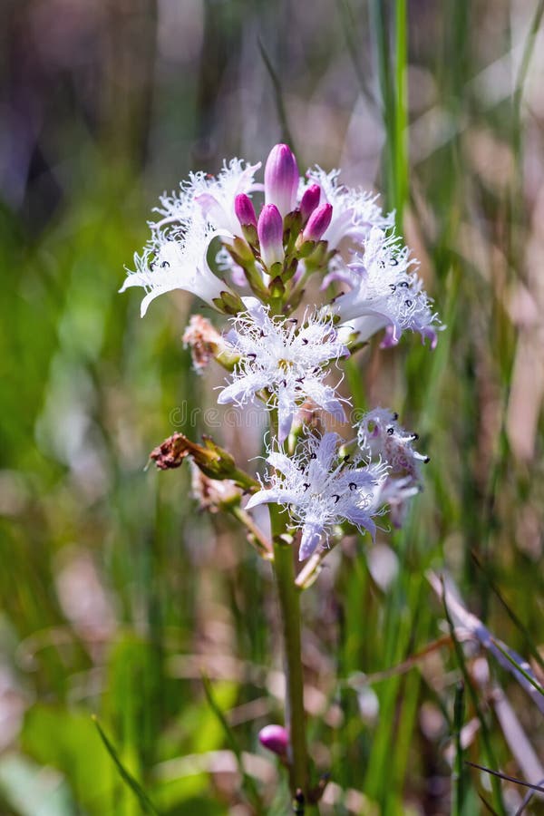 Buckbean stock photo. Image of nature, menyanthes, botany - 72266624