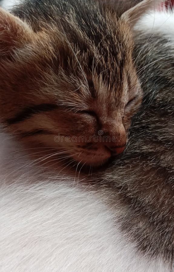 MEONG stock photo. Image of pets, brown, domestic, sleep - 242001658