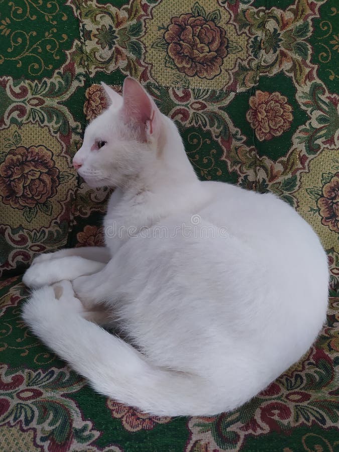 Meooow Stock Photos - Free & Royalty-Free Stock Photos from Dreamstime